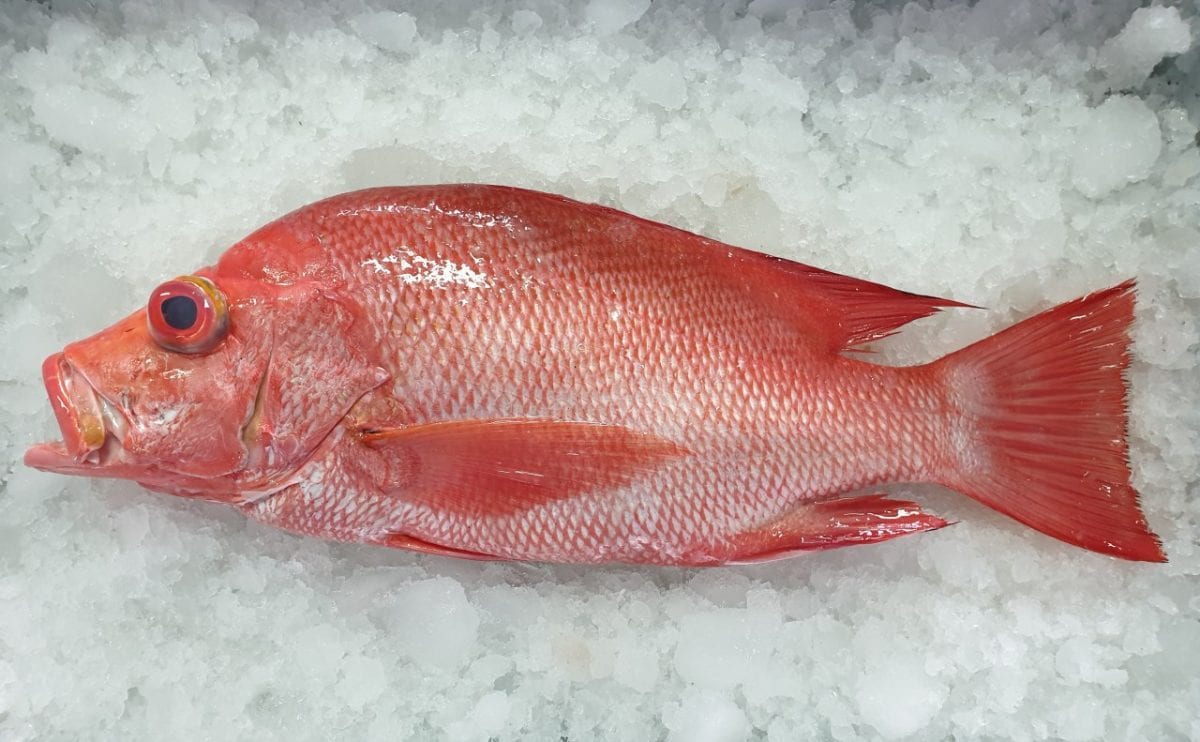 Fish - Samudra Jayasakti